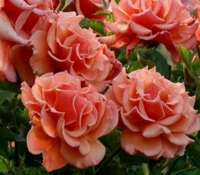 Саженцы розы Энн Хендерсон (Ann Henderson) заказать почтой. Купить ...